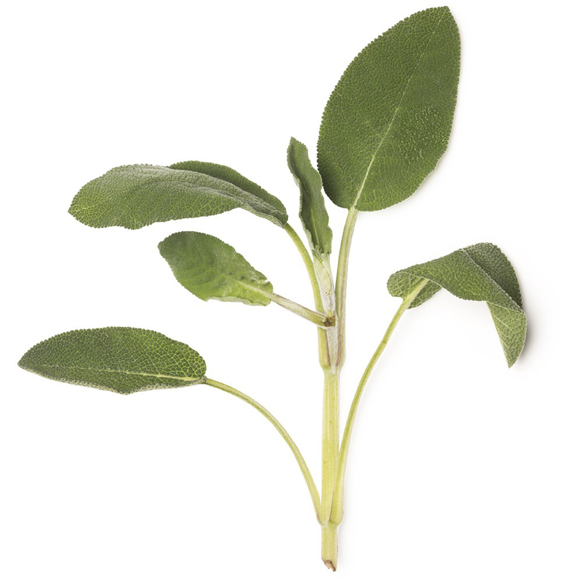 Fg Sage 18.9g | Villa Market