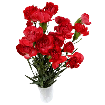Jk Red Spray Carnation 1Bunch | Villa Market