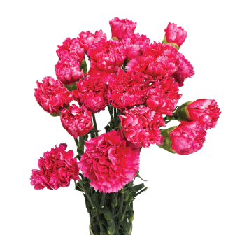 Jk A Bunch Of Carnation 6Pcs | Villa Market