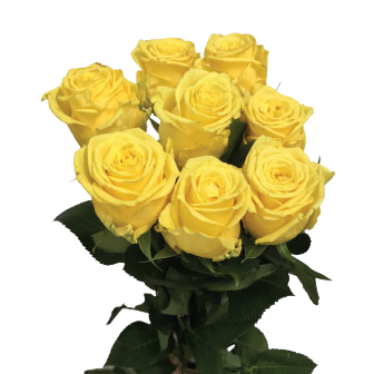 JK A Bunch Of Yellow Rose 10Pcs | Villa Market