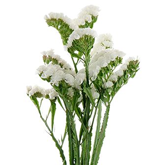 Jk A Bunch Of Dried White Statice 1Bunch | Villa Market