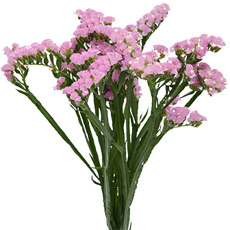 Jk A Bunch Of Dried Pink Statice 1Bunch | Villa Market