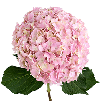 Jk Pink Hydrangeas 1Pk | Villa Market