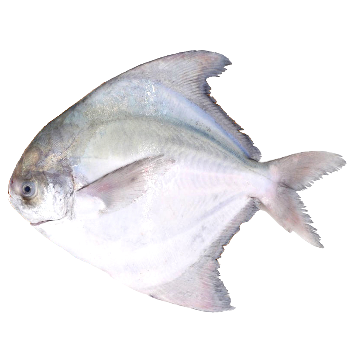 Tp Fresh Andaman Pomfret Fish 1.2Kg | Villa Market
