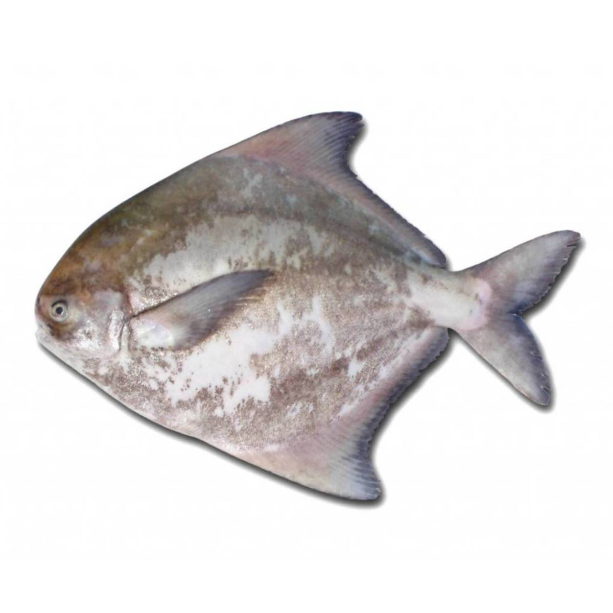 Tp Fresh Andaman Pomfret (Taotoey Fish) 1.5Kg | Villa Market